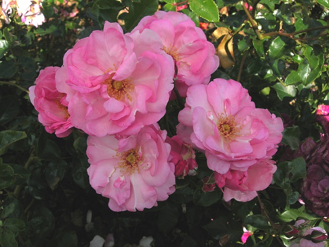 A Rose for Heather | Roses UK