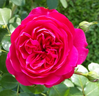 Frilly Cuff® | Roses UK