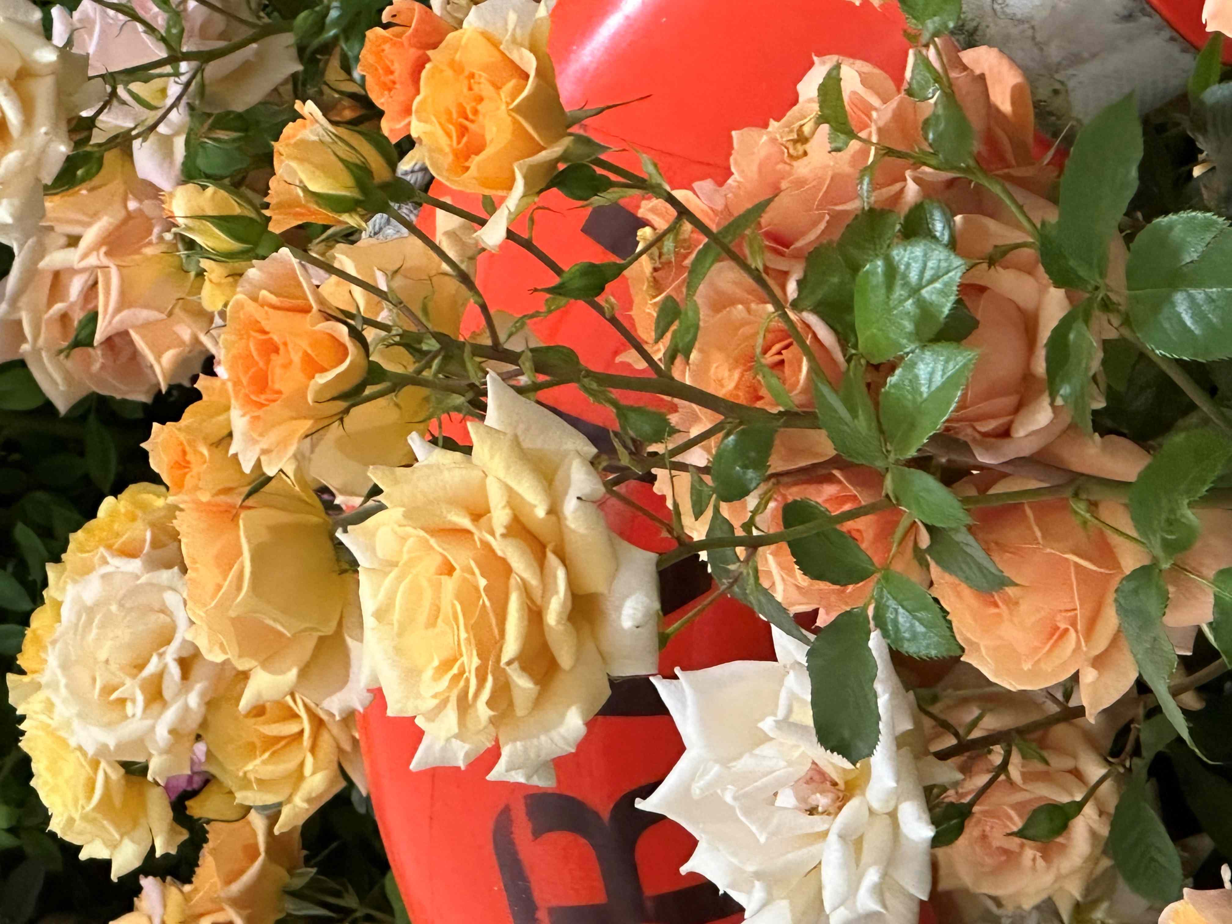 RNLI 200th With Courage | Roses UK