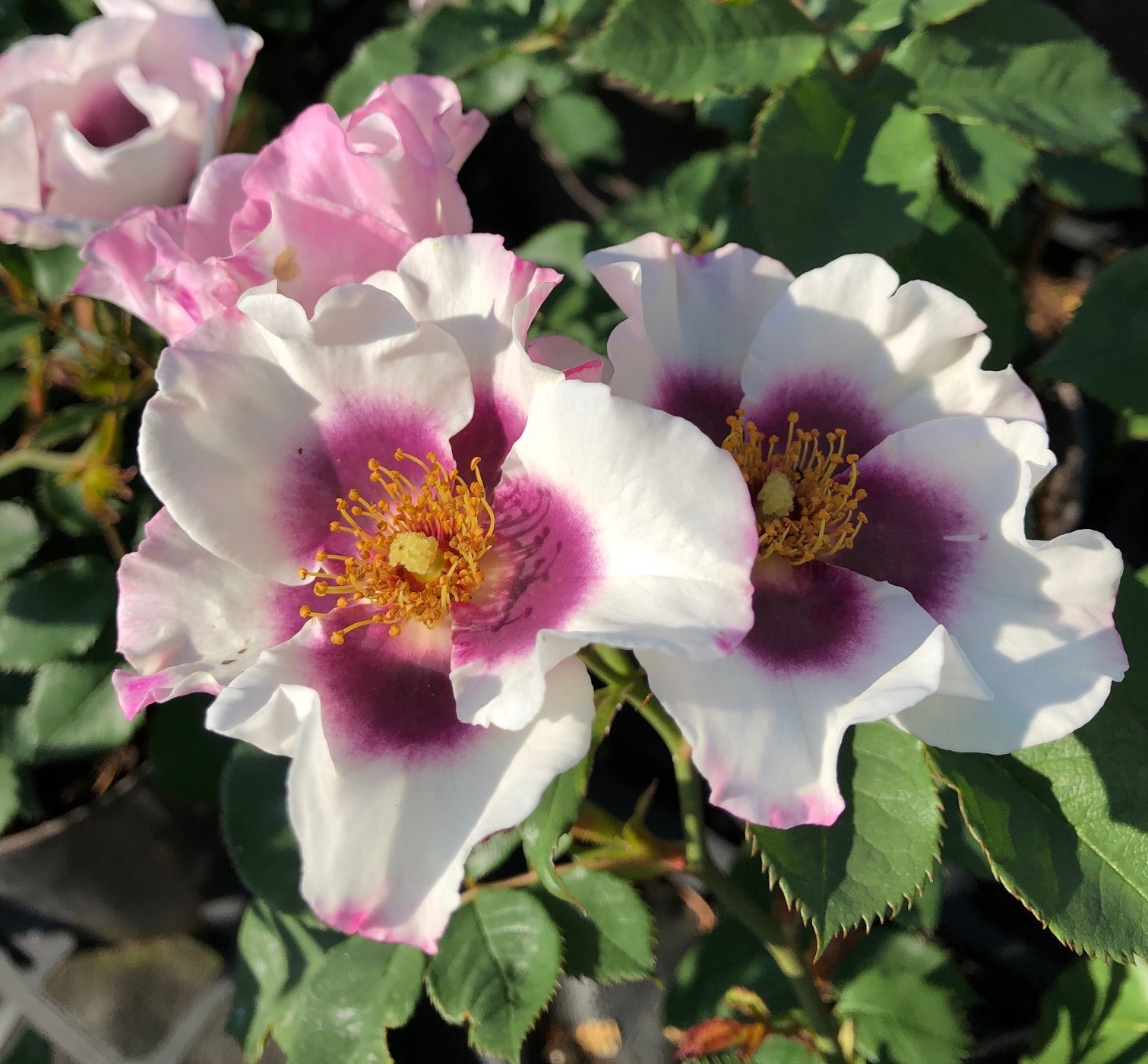 Ol' Blue Eyes | Roses UK