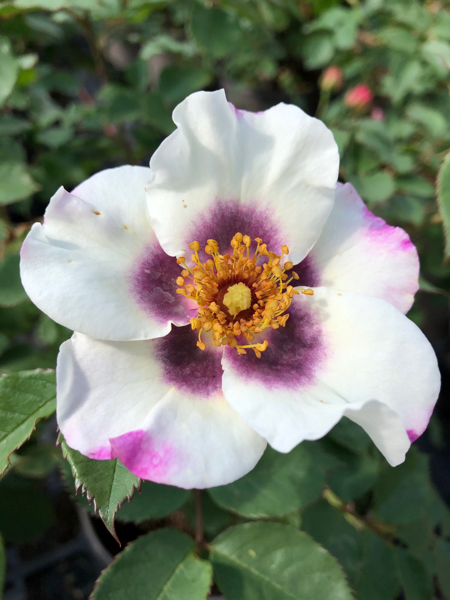 Ol' Blue Eyes | Roses UK