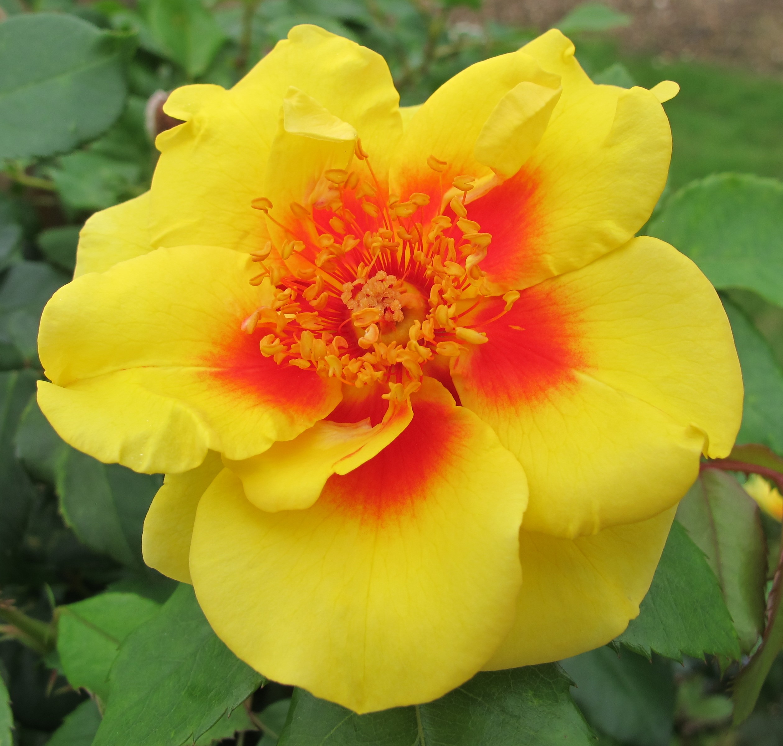 Peter's Persica® | Roses UK