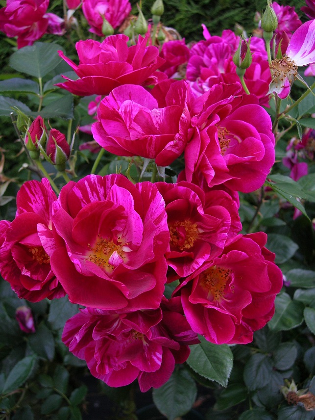 Psychedelic | Roses UK