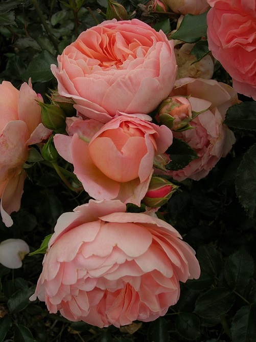 Sweet Jessica | Roses UK