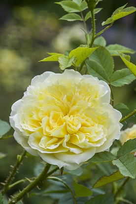 The Country Parson | Roses UK