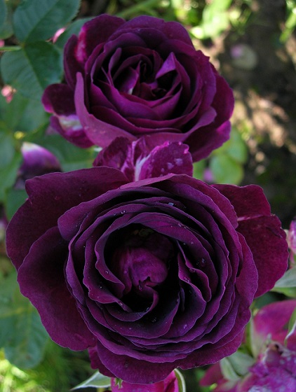 Twilight Zone® | Roses UK